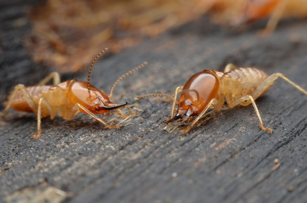 Termite Control Chula Vista | San Diego Pest Management